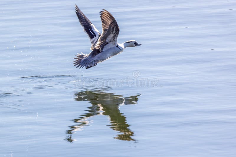 Smew in Flying on a Winter Pond Stock Image - Image of wing, waterfowl ...