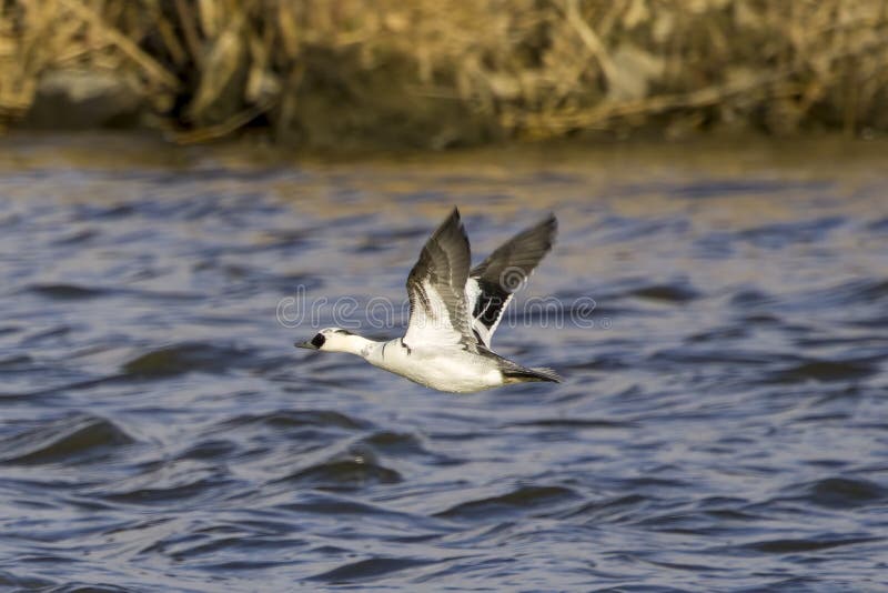 Smew in Flying on a Winter Pond. Stock Photo - Image of water, wing ...