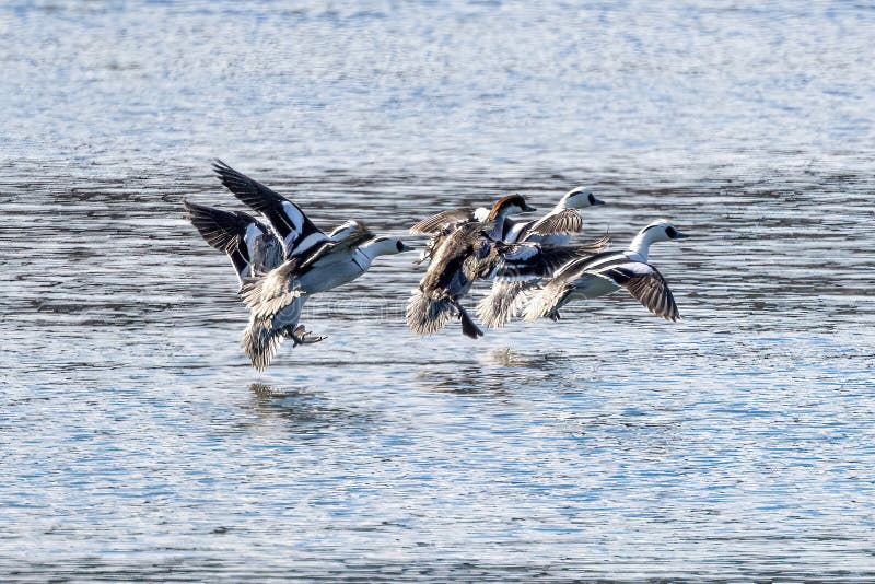 Smew in Flying on a Winter Pond Stock Photo - Image of bird, duck ...
