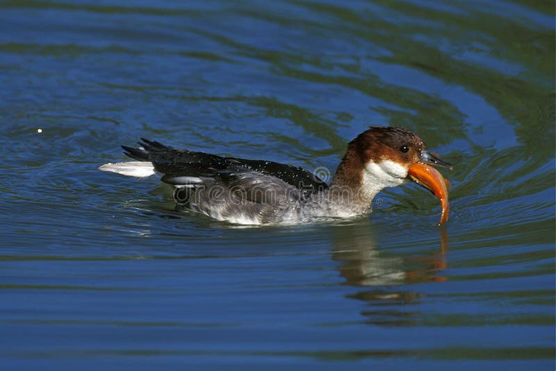 Smew - Mergus albellus stock photo. Image of reserve, birding - 2411556