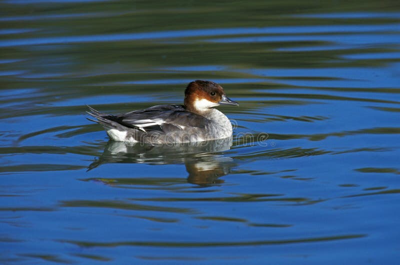 Smew - Mergus albellus stock photo. Image of reserve, birding - 2411556