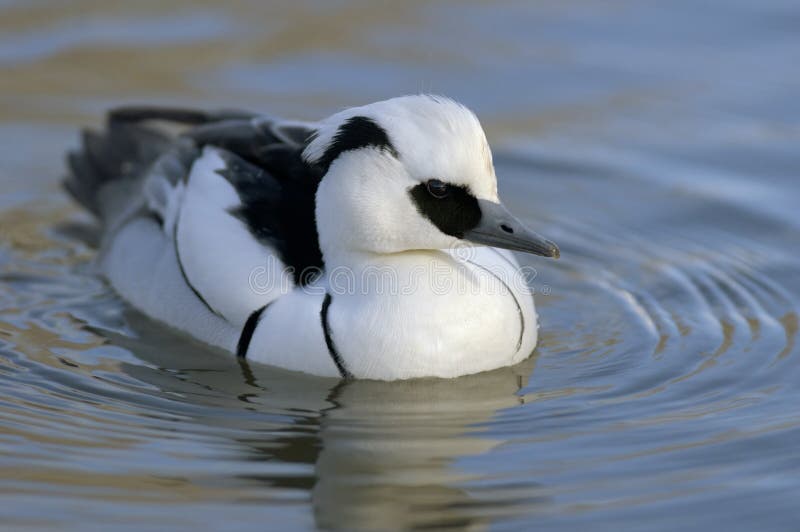 Smew stock photo. Image of duck, flight, wildlife, fauna - 48187110