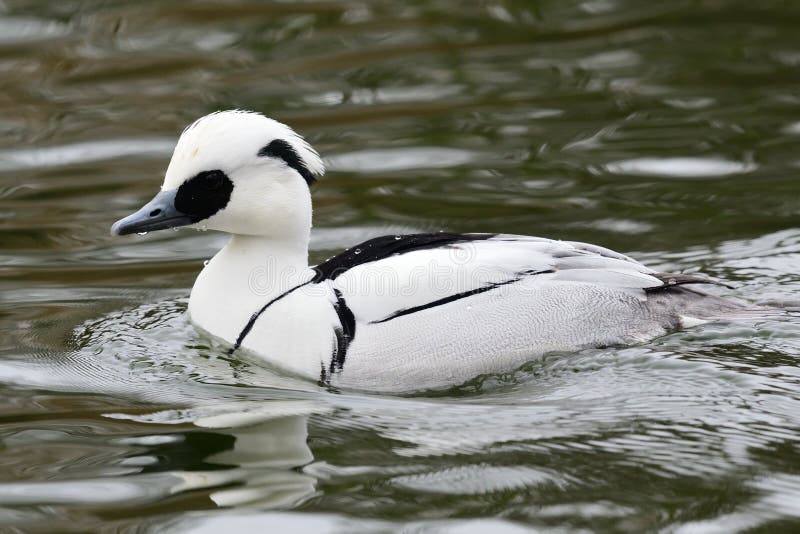Smew in the water stock image. Image of portrait, bellied - 113598691