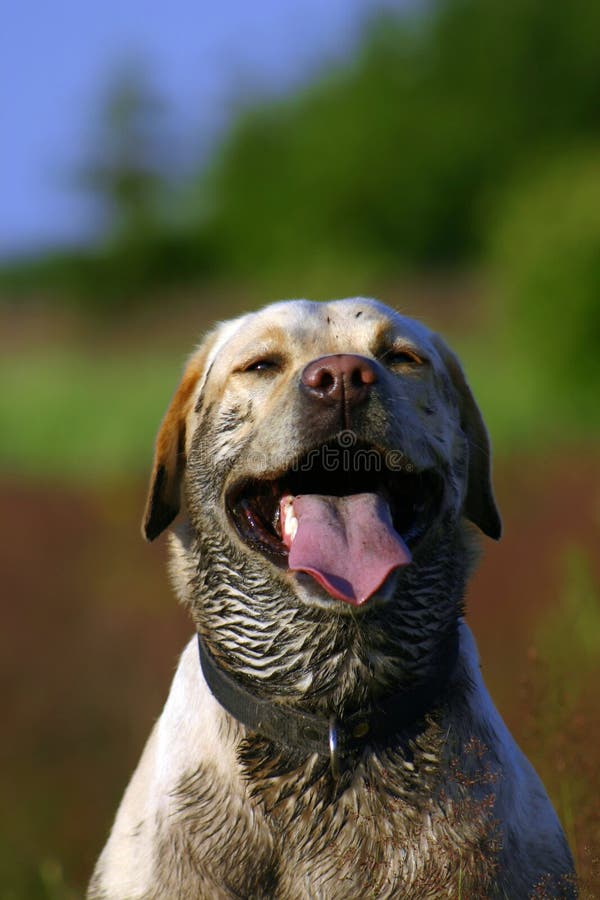 174 Labby Stock Photos - Free & Royalty-Free Stock Photos from Dreamstime