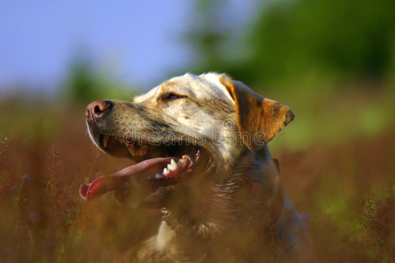 Smile stock image. Image of beige, face, smile, labby, puppy - 121923