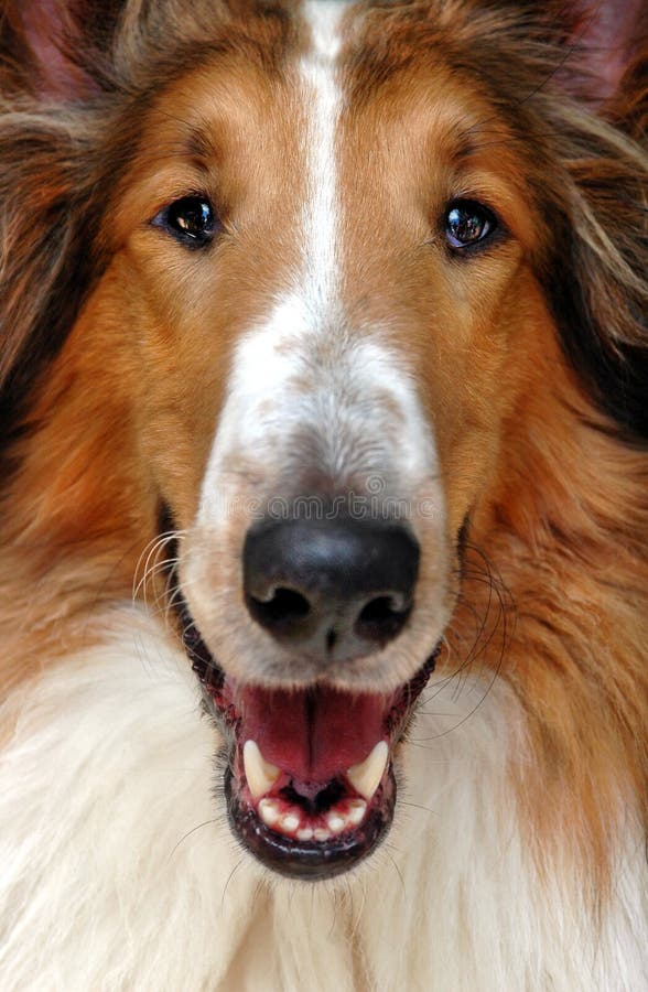 Smile stock photo. Image of smile, friend, lassie, brown - 15918078