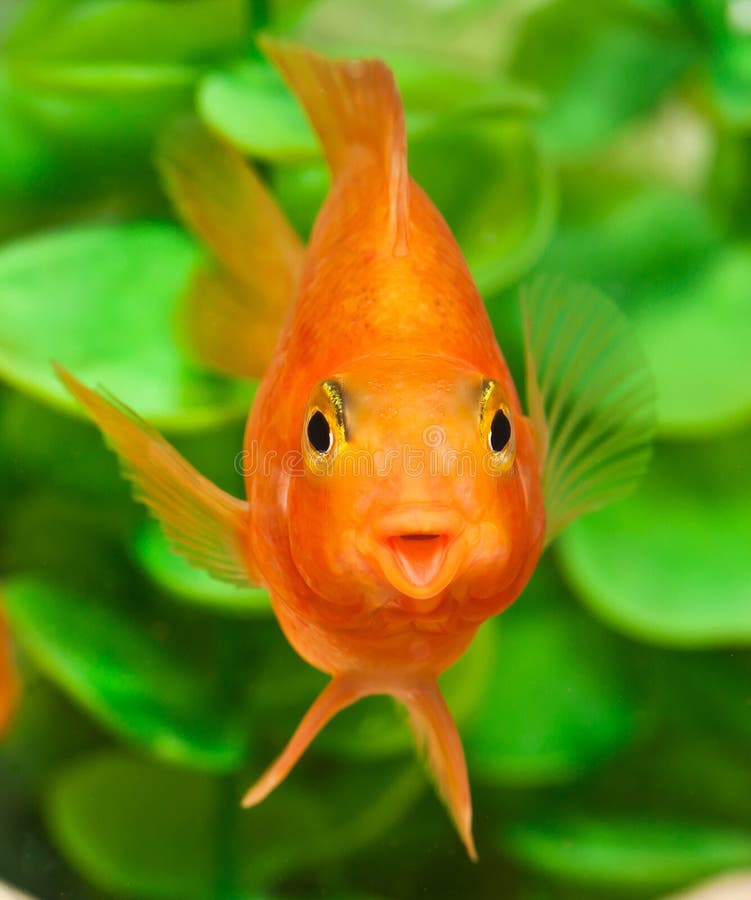Gold fish smile close-up stock photo. Image of close, play - 4672246