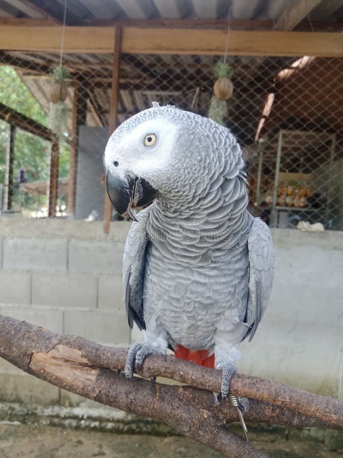 The smile of a bird stock photo. Image of birds, finch - 225754524