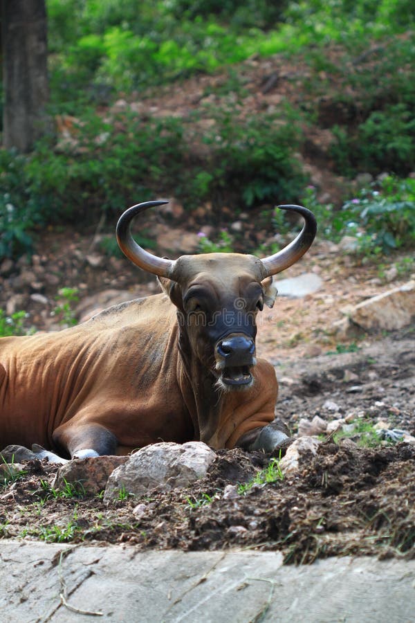 Smile buffalo stock photo. Image of relaxing, tropical - 47735102