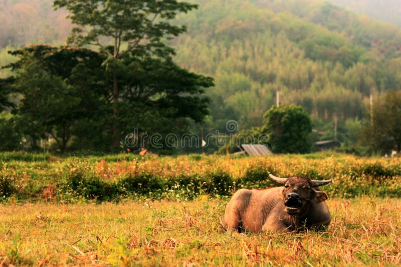 Smile buffalo stock image. Image of eating, heavy, large - 45525721