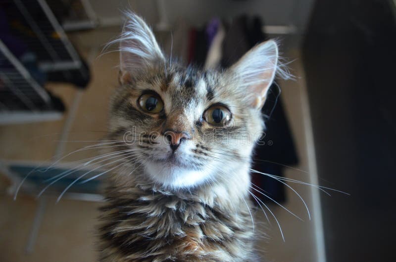 Smile Cat stock image. Image of smile, animal, sweet - 171913835