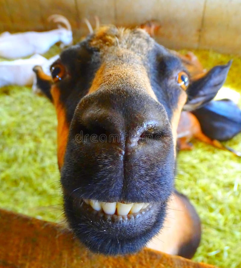 Smile of a dairy goat stock image. Image of livestock - 165018067