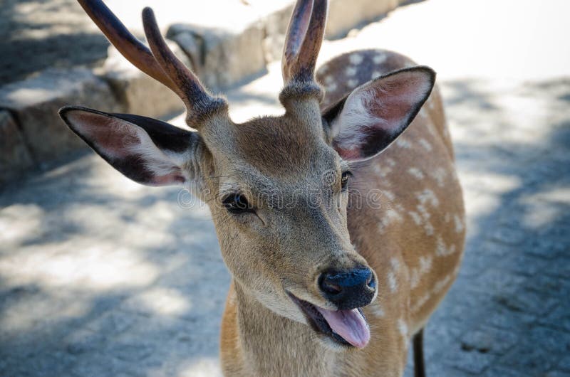 Deer Smile stock photo. Image of mouth, herbivore, nose - 203872