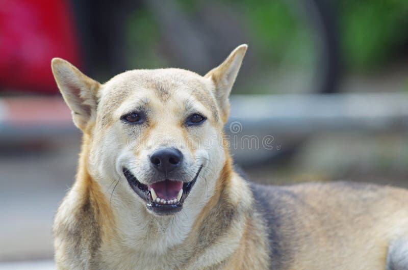 Happy Smile Form Shiba Inu Dog W Stock Photo - Image of adoroble ...
