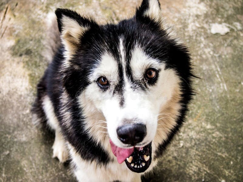 Smile dog stock photo. Image of husky, siberian, cute - 42750196