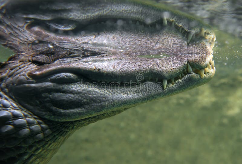 Smile stock image. Image of caiman, nature, looks, look - 46060471