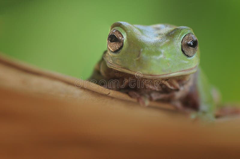Smile Frog stock photo. Image of dumpy, animals, light - 97945904