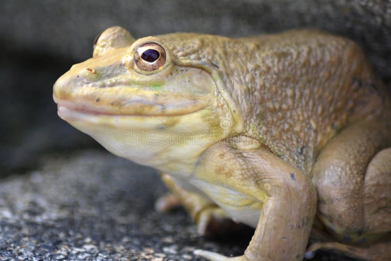 Smile frog stock image. Image of nature, closeup, smile - 43147101