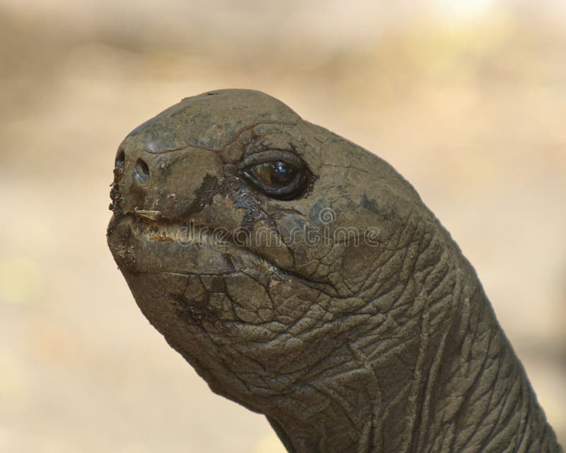 Smile of giant tortoise stock image. Image of close, wildlife - 21735631
