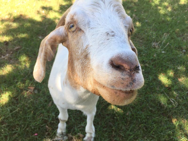 Smile from a goat stock image. Image of showing, asking - 176593151