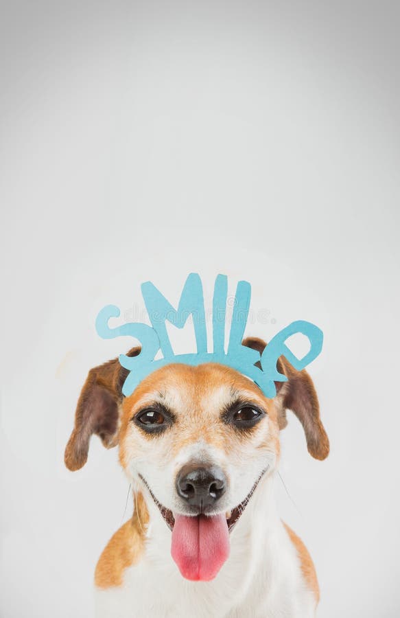 Smile Happy Support Funny Cute Dog Stock Photo - Image of head, hotel ...