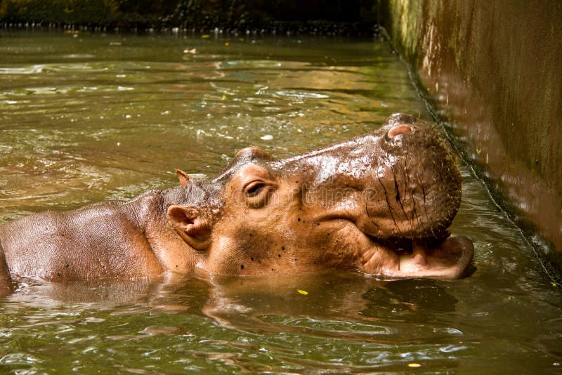 Smile hippo stock photo. Image of play, happy, amphibius - 26506832