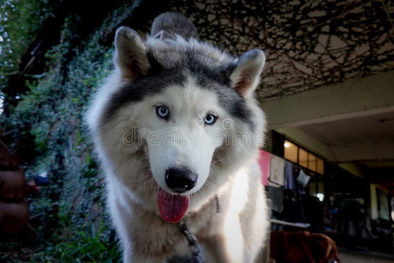 The smile of husky stock photo. Image of portrait, white - 138809190