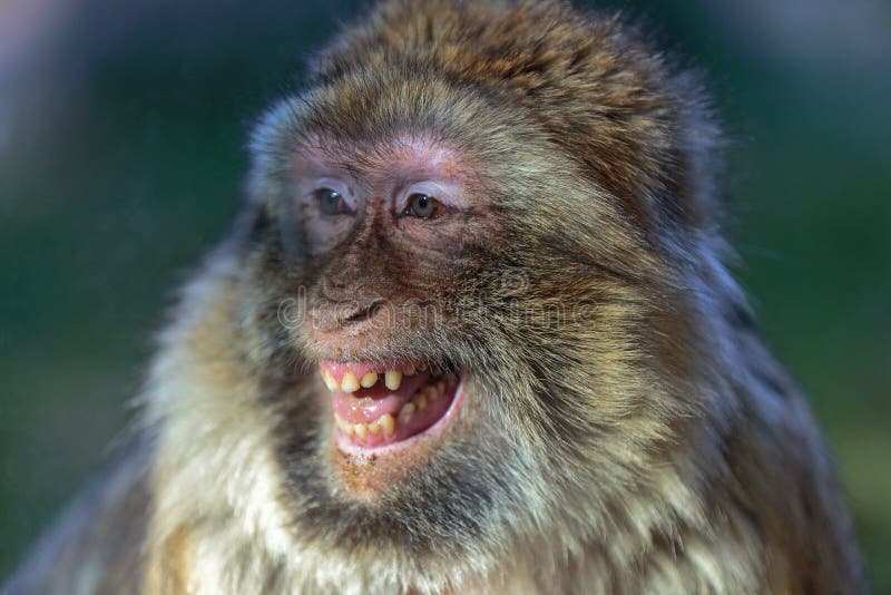The Smile of the Monkey, the Barbary Macaque Macaca Sylvanus Stock ...