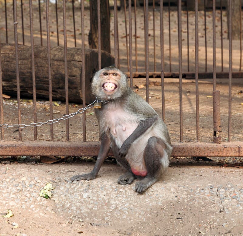 Smile monkey with chain stock image. Image of closeup - 22990625