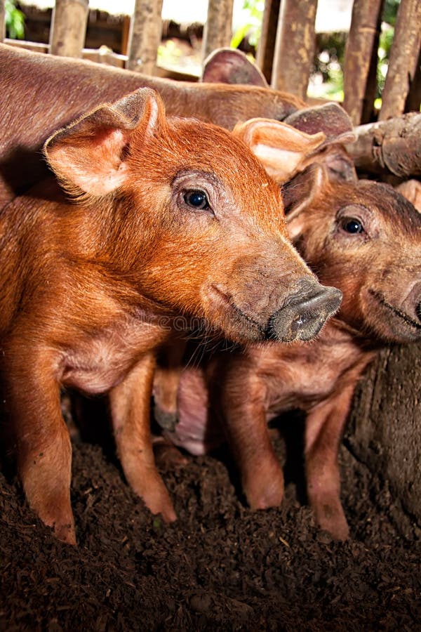Smile pig stock photo. Image of happy, pigs, brown, smile - 61383002