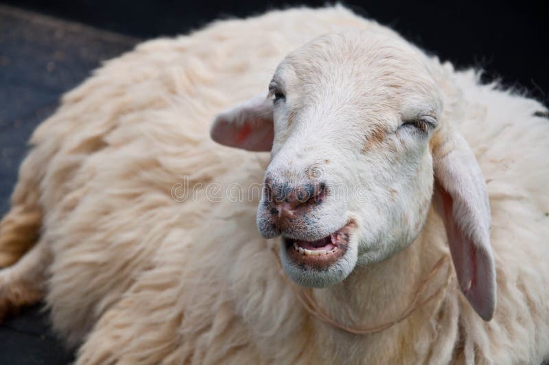 Smiling sheep stock photo. Image of mouth, watch, grey - 26159124