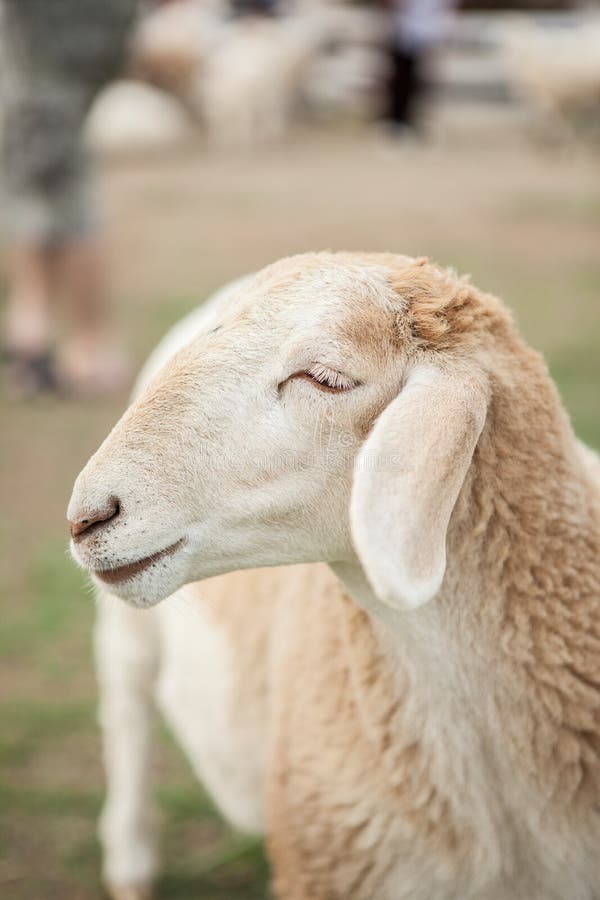 Smile sheep face stock image. Image of wool, sheep, close - 62990879