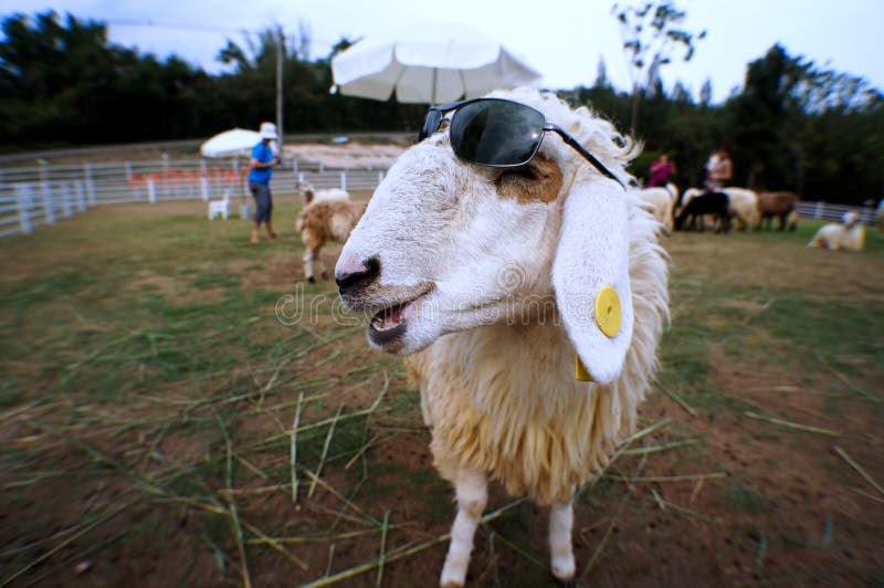 Smile sheep stock image. Image of green, feed, growth - 51357909