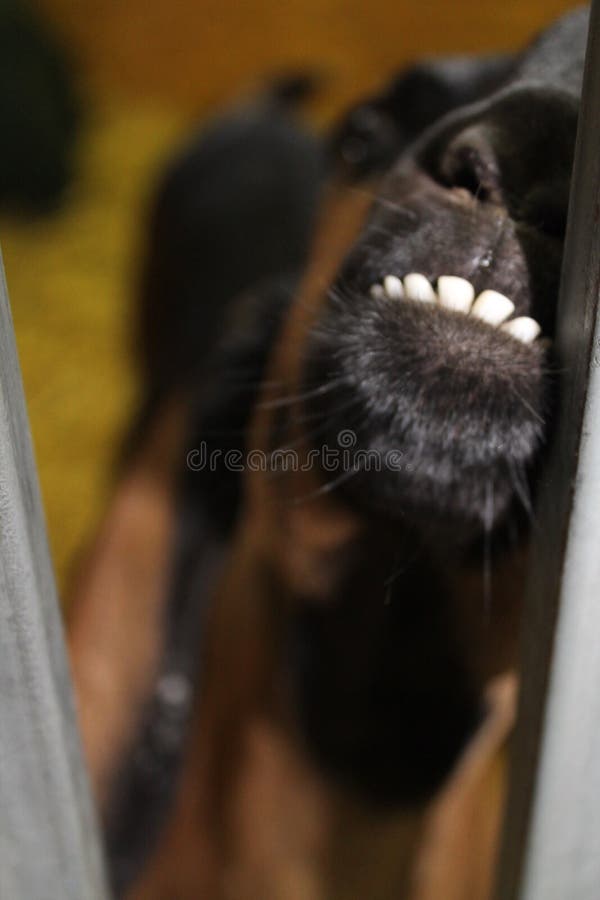 Smile stock photo. Image of animals, smiling, teeth, goats - 88467242
