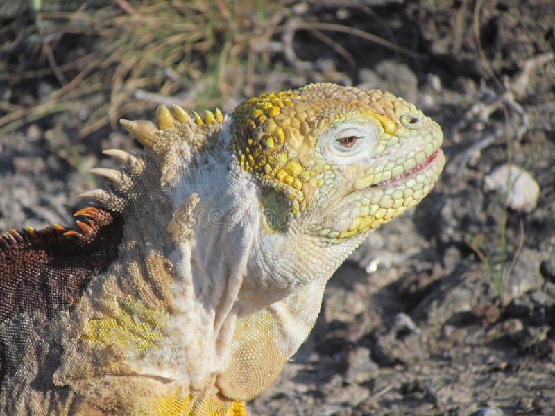 Smile! stock photo. Image of iguana, happy, green, lizard - 30641550