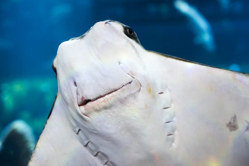 Smile of the stingray stock photo. Image of dubai, closeup - 72156232