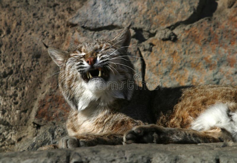 Smile Of A Wild Cat Picture. Image: 672284
