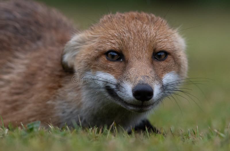 A smile from a wild fox stock photo. Image of wild, smil - 326646494