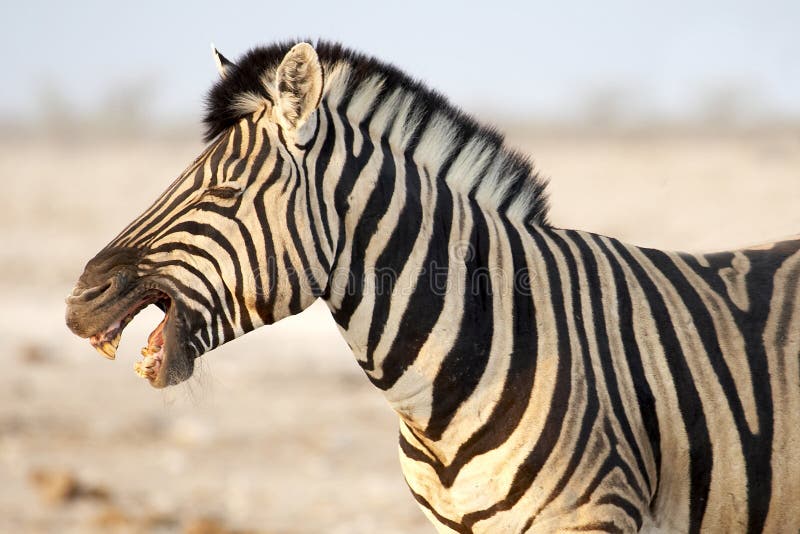 Smile of zebra stock image. Image of portrait, wild, sunset - 3574389