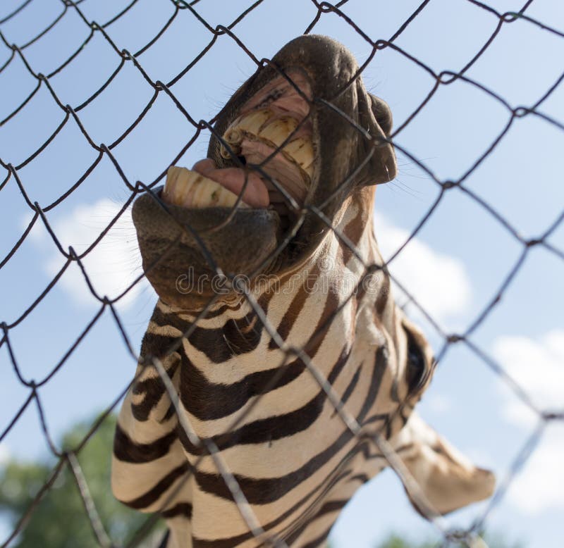 Smile Zebra in Zoo in Nature Stock Photo - Image of closeup, head ...