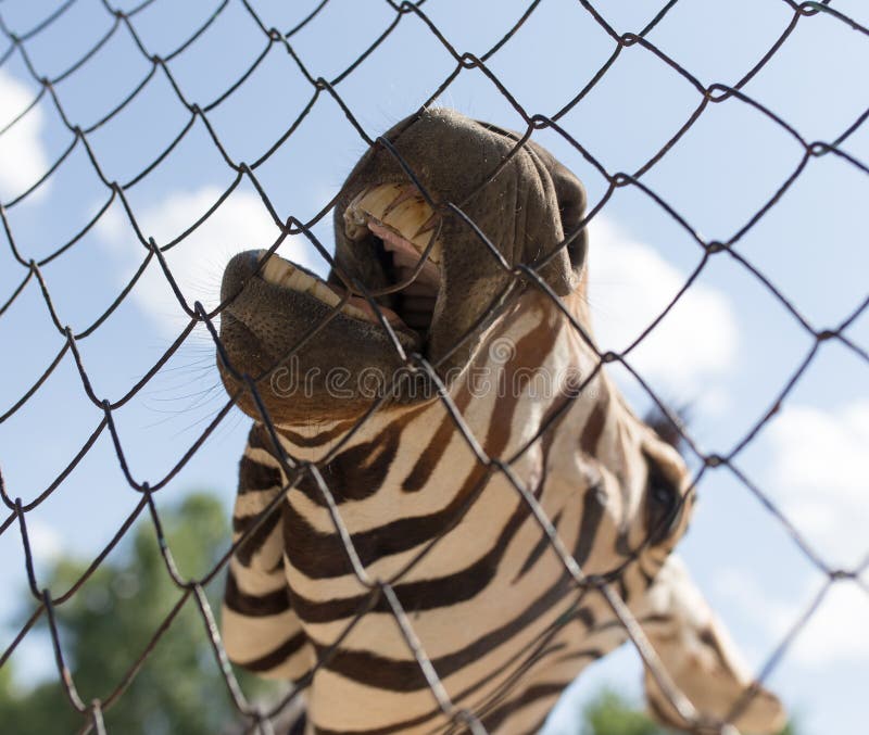 Smile Zebra in Zoo in Nature Stock Photo - Image of animal, head: 110998590