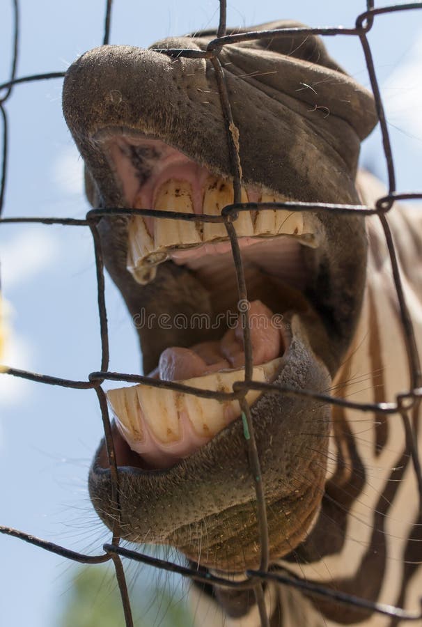 Smile Zebra in Zoo in Nature Stock Image - Image of striped, black ...