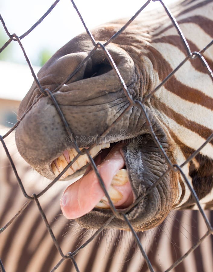 Smile Zebra in Zoo in Nature Stock Image - Image of horse, animal ...
