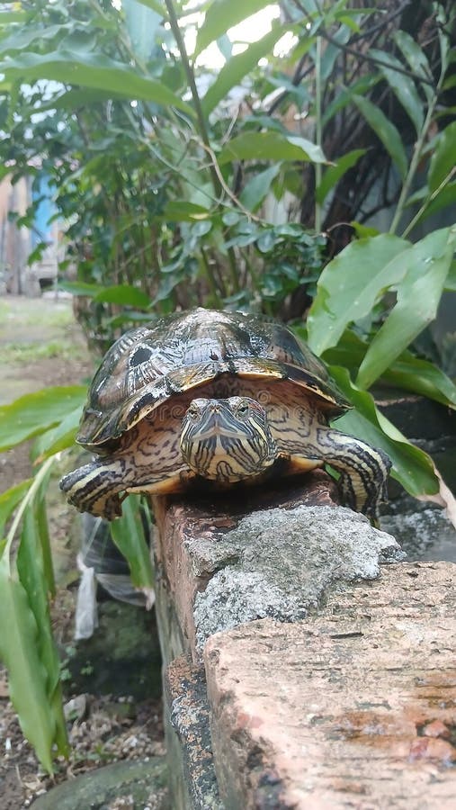 Smiled Turtle sunbathing stock photo. Image of turtle - 324674302