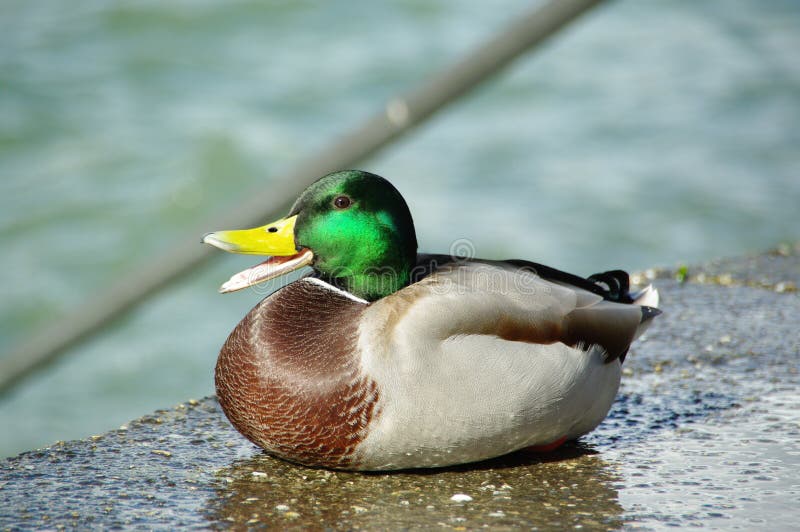 Smileing duck stock image. Image of gray, feather, laughter - 5516295