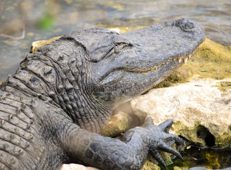 185 Smiling Alligator Photos - Free & Royalty-Free Stock Photos from ...