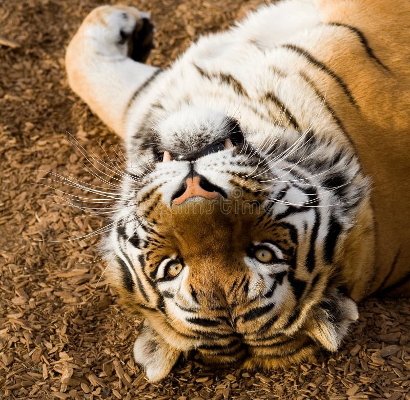 Smiley stock image. Image of powerful, tiger, smile, india - 1498495