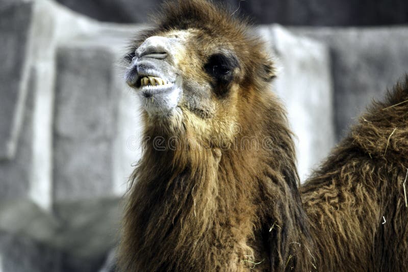 Smiley Camel Stock Photos - Free & Royalty-Free Stock Photos from ...
