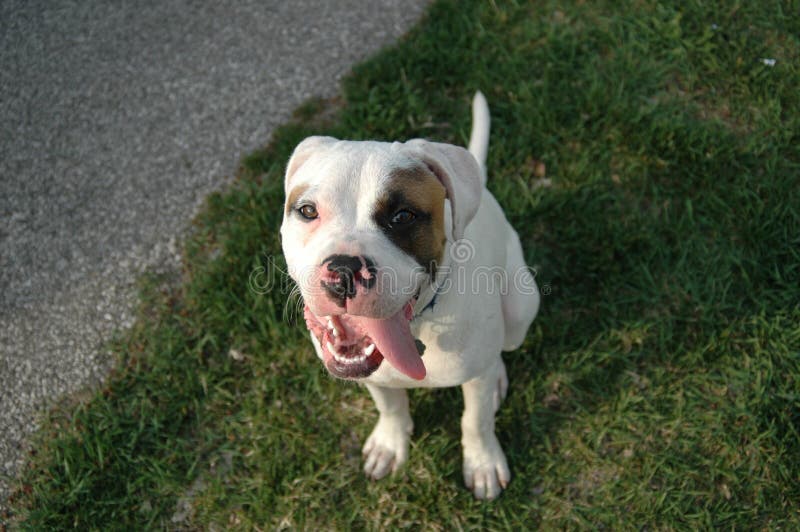 Smiley Dog stock image. Image of tongue, mongrel, stray - 773947