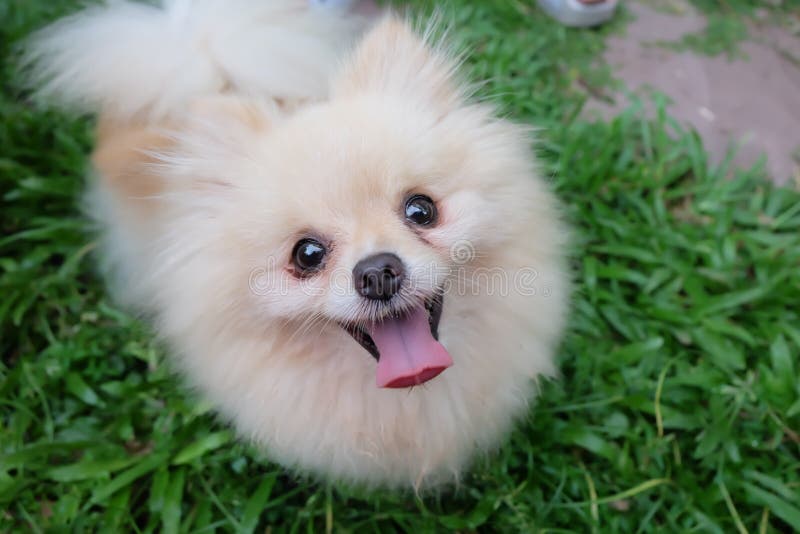 Smiley dog stock photo. Image of home, puppy, funny, bangkok - 83366640